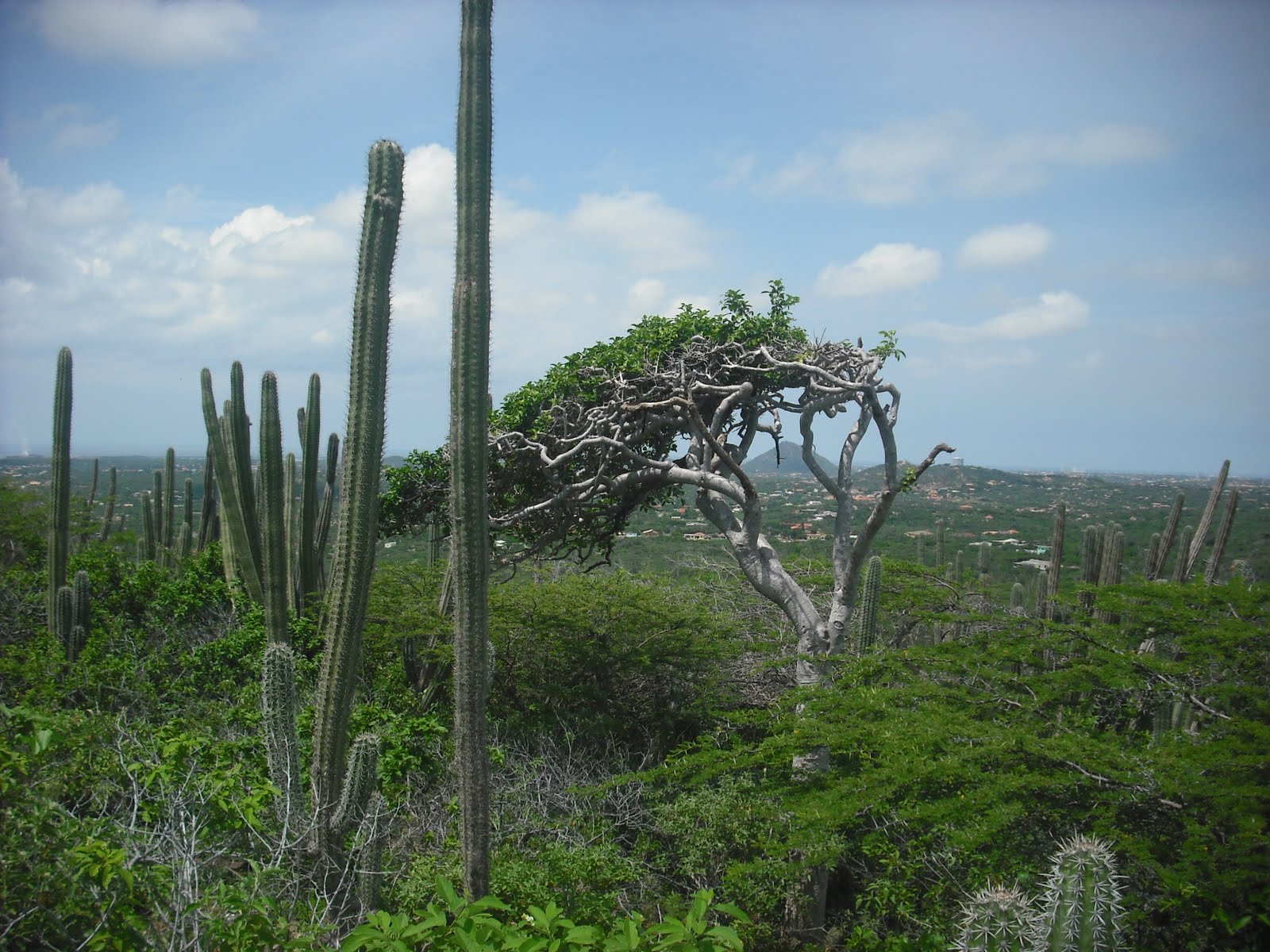De belevenissen van de Familie Fingal op Aruba: Andicurri, Miralamar en ...