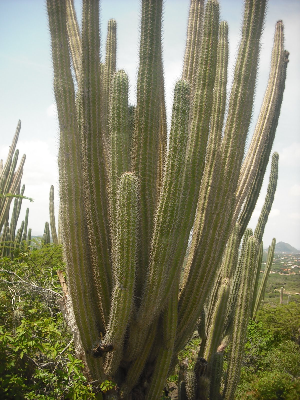 De belevenissen van de Familie Fingal op Aruba: Andicurri, Miralamar en ...
