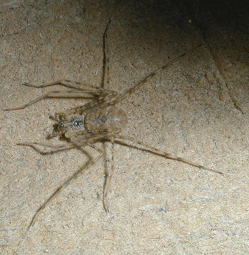 Aracnidos