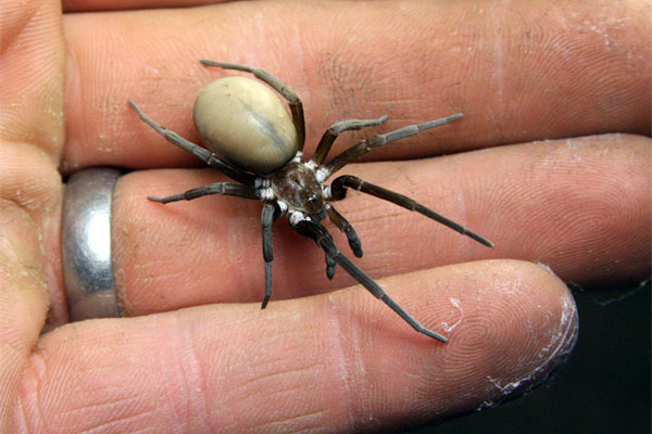 Request ID - Found in Guatemala City : r/spiders