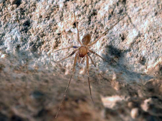 Aracnidos: Leptonetoidea