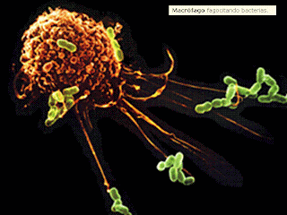 TEMINOS EN INGLES PARA ENFERMERIA: Macrophages / Macrófagos