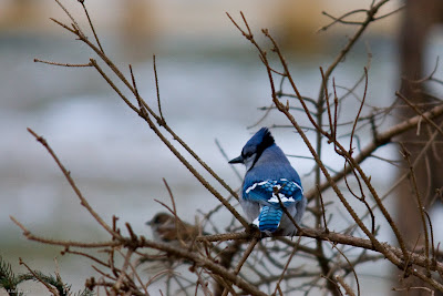 My Mid-Atlantic Birds