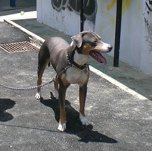 Parque Teque Teque: Los perros del parque