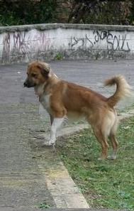 Parque Teque Teque: Los perros del parque