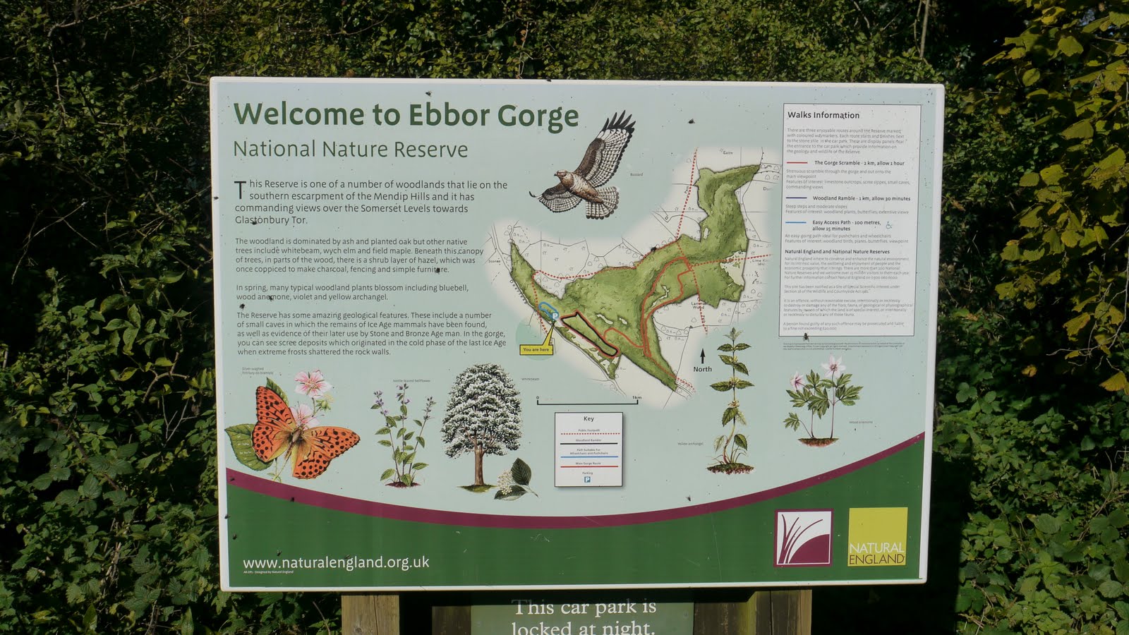 Ebbor Gorge Near Wells Somerset - Britain All Over Travel Guide