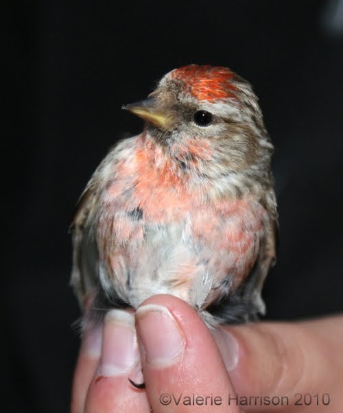 Keepers Cottage Wildlife Garden Diary: May 2010