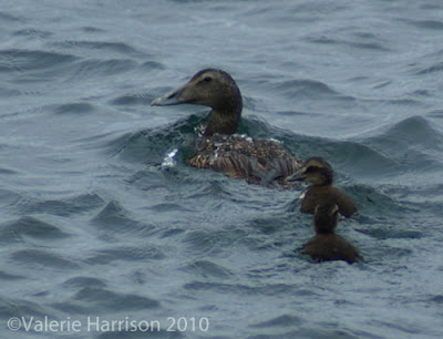 Keepers Cottage Wildlife Garden Diary: Corsewall Point 25th July & 4th ...