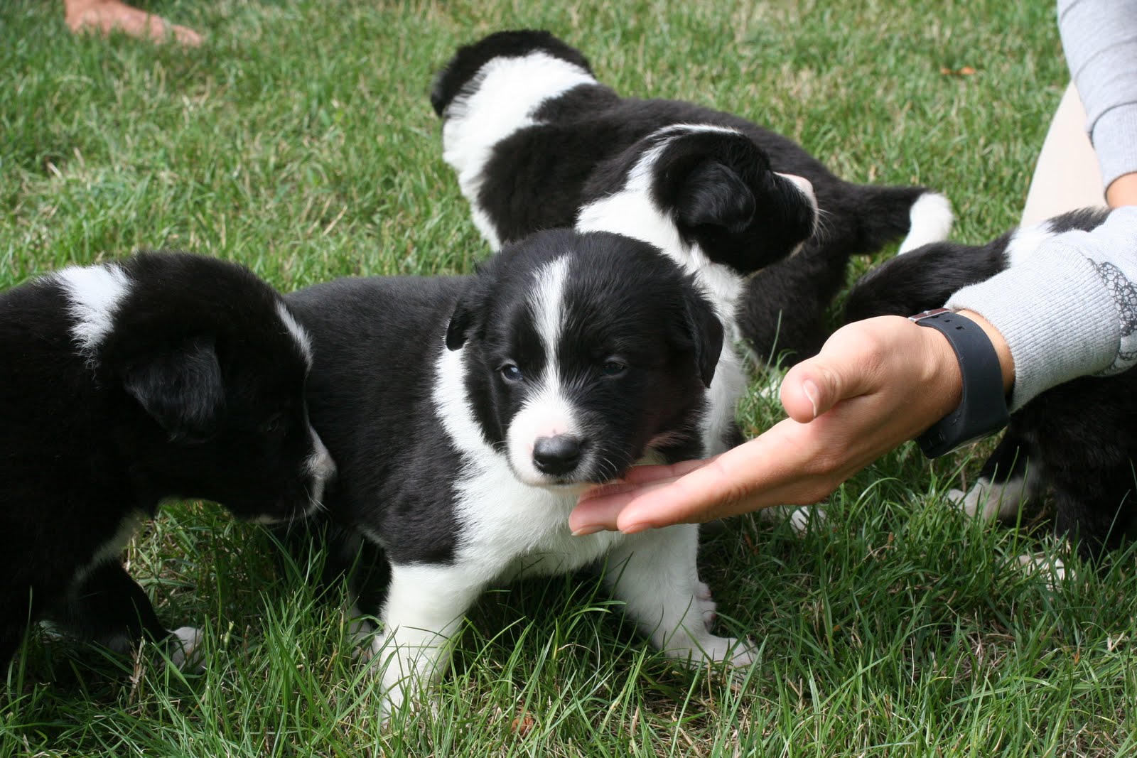 Bordercollie Valpar till Salu