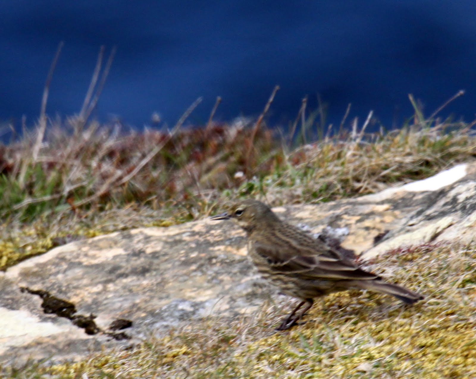 Birding with Pam and Anne: 2010-05-09