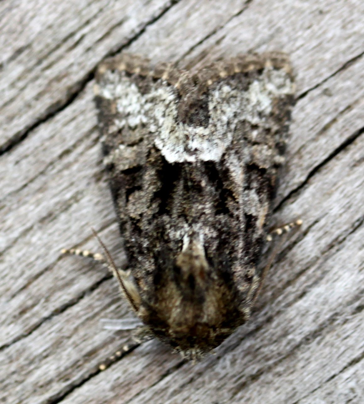 Moths: 2010-05-30