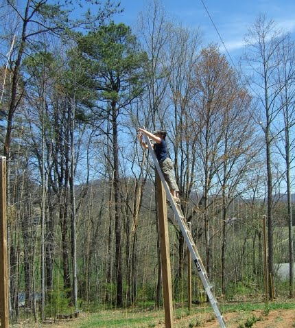 WNC Vegetable and Small Fruits News: Hops Season Has Begun!