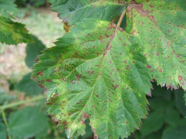 WNC Vegetable and Small Fruits News: Nematode Sampling in Blackberries