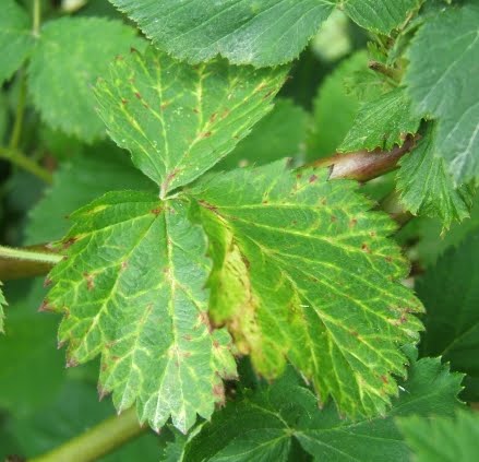 WNC Vegetable and Small Fruits News: Nematode Sampling in Blackberries