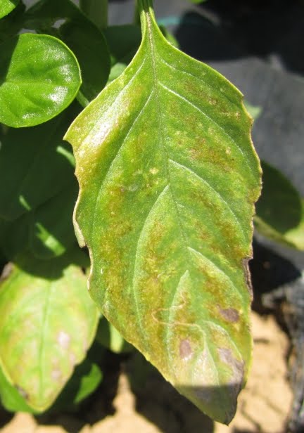 WNC Vegetable and Small Fruits News: 2010