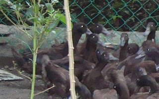 Ternakan Itik & Unggas: Itik Siam Hitam