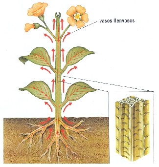 Naturals Marta: La fotosíntesi