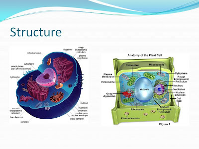 Biology: Chapter 2 : Cell Structure and Cell Organization