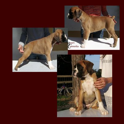 CANIL NEW CONGO: BOXER EUROPEU.