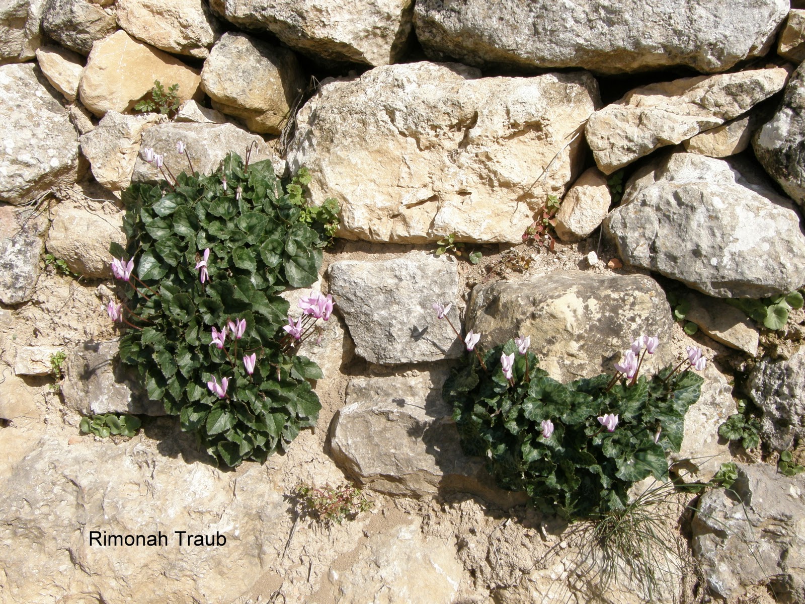 Let us tour Eretz Yisroel.: Ein Lavan: A Wonderland within the ...