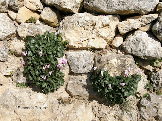 Let us tour Eretz Yisroel.: Ein Lavan: A Wonderland within the ...