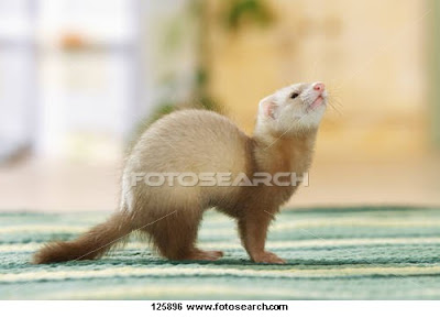 LiInvers: Ferret's legs?