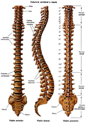 EDUCACION FISICA - Prof. PERONI PATRICIA: Columna Vertebral