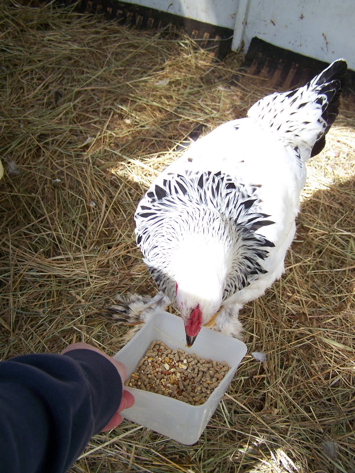Rainy Day Farm: Blind Chicken
