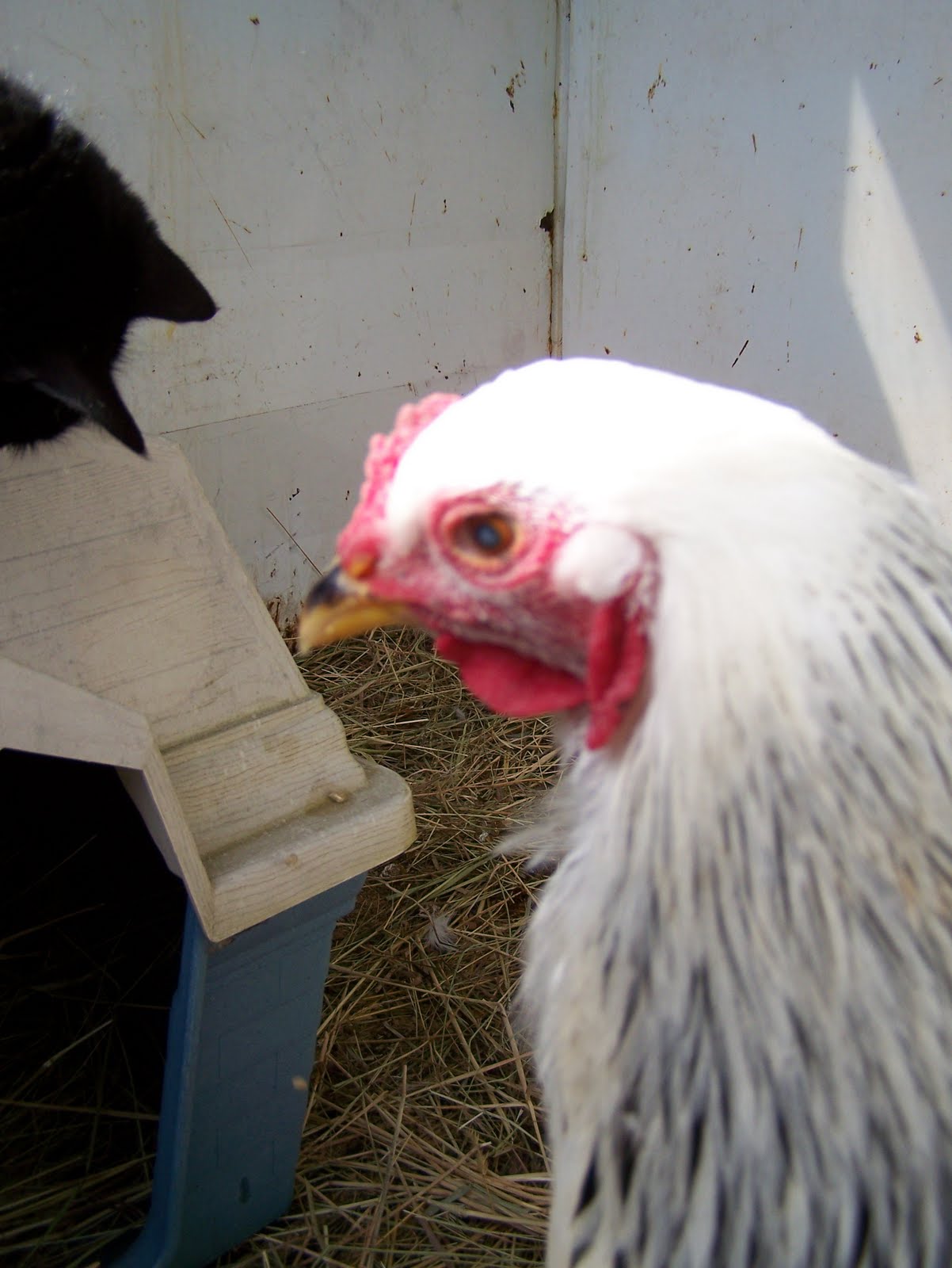 Rainy Day Farm: Blind Chicken