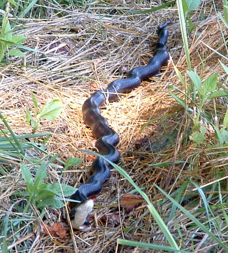 Colonial Cherokee Archaeology: Day 12 - "Snakes... Why Did it Have to ...