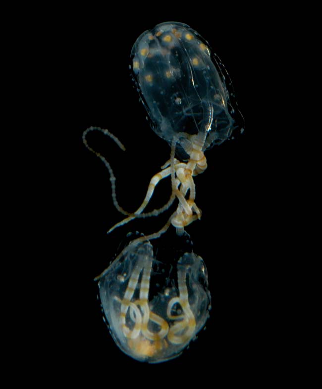 croxfiber - sportfishos lounge: jellyfish