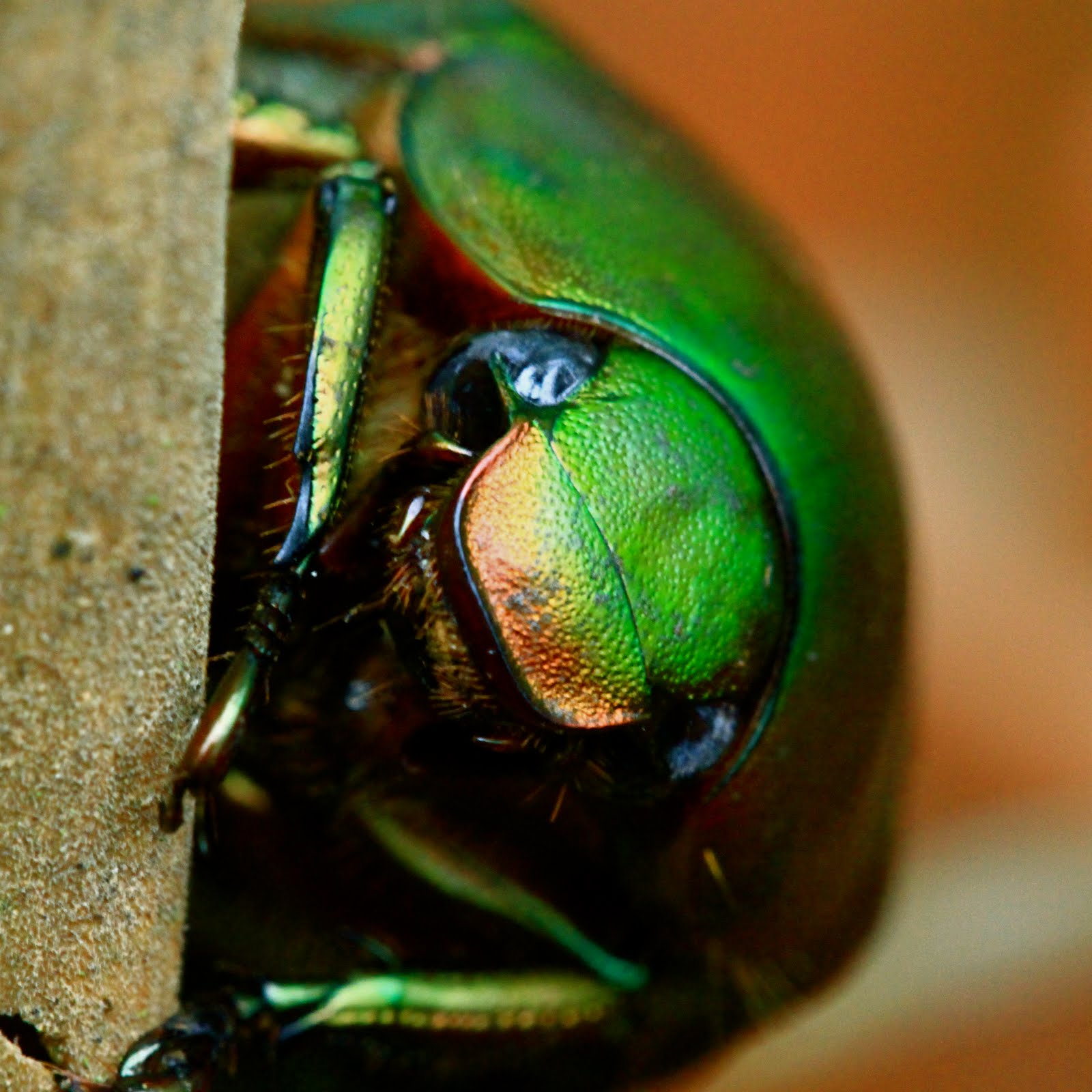 into the wild: shiny green beetle