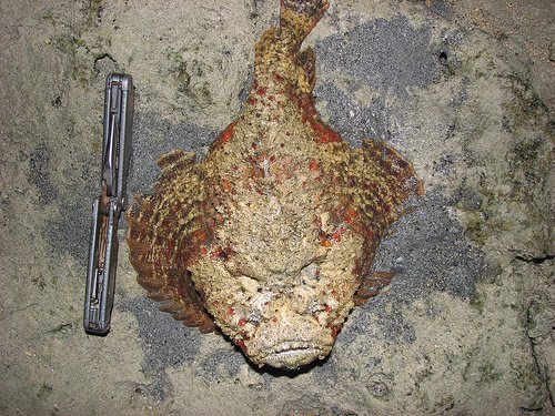 into the wild: my fascination with stonefish