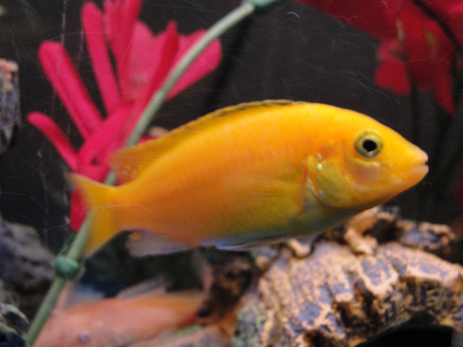 Freshwater Fish Keeper: My Fish Photos