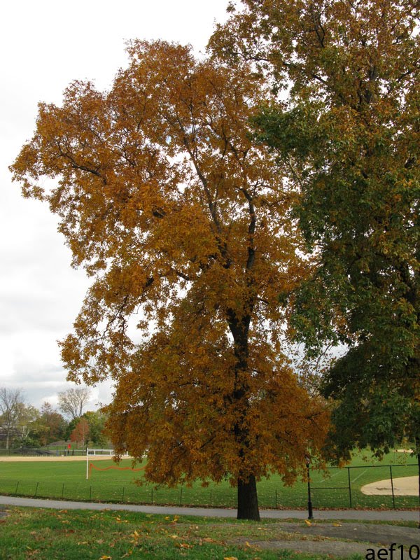 arborboy: Tree ID: Carya sp.