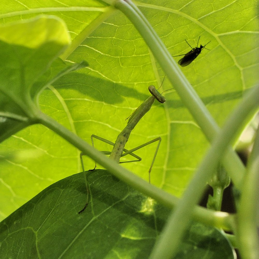 Madam Mantis: Breakfast