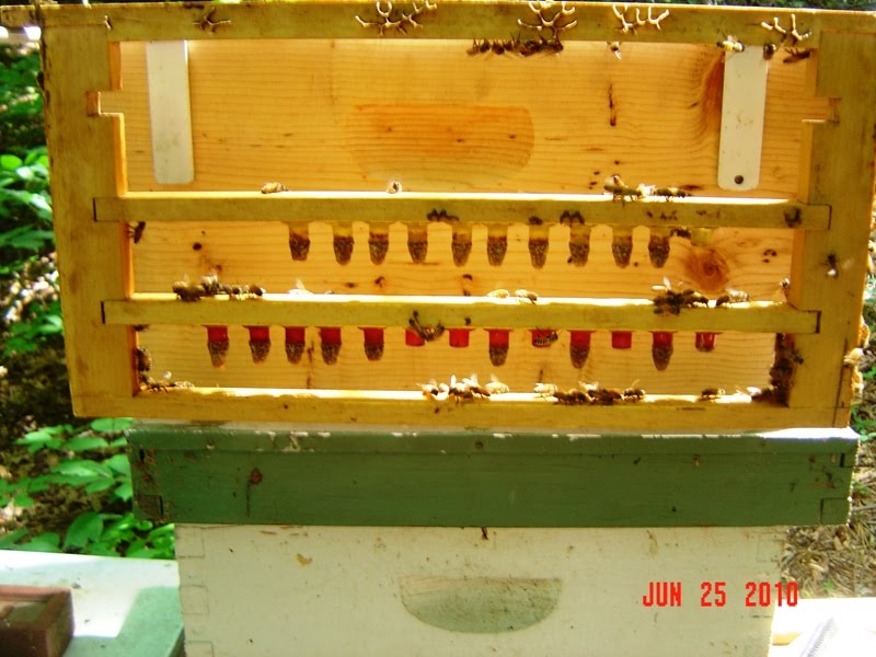 Cape Beekeeping: Queen Cells and Counting