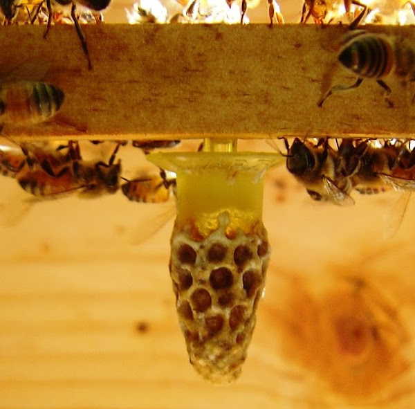 Cape Beekeeping: Do you really want to do this?