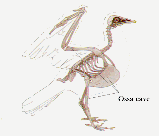 gli uccelli: Apparato Scheletrico