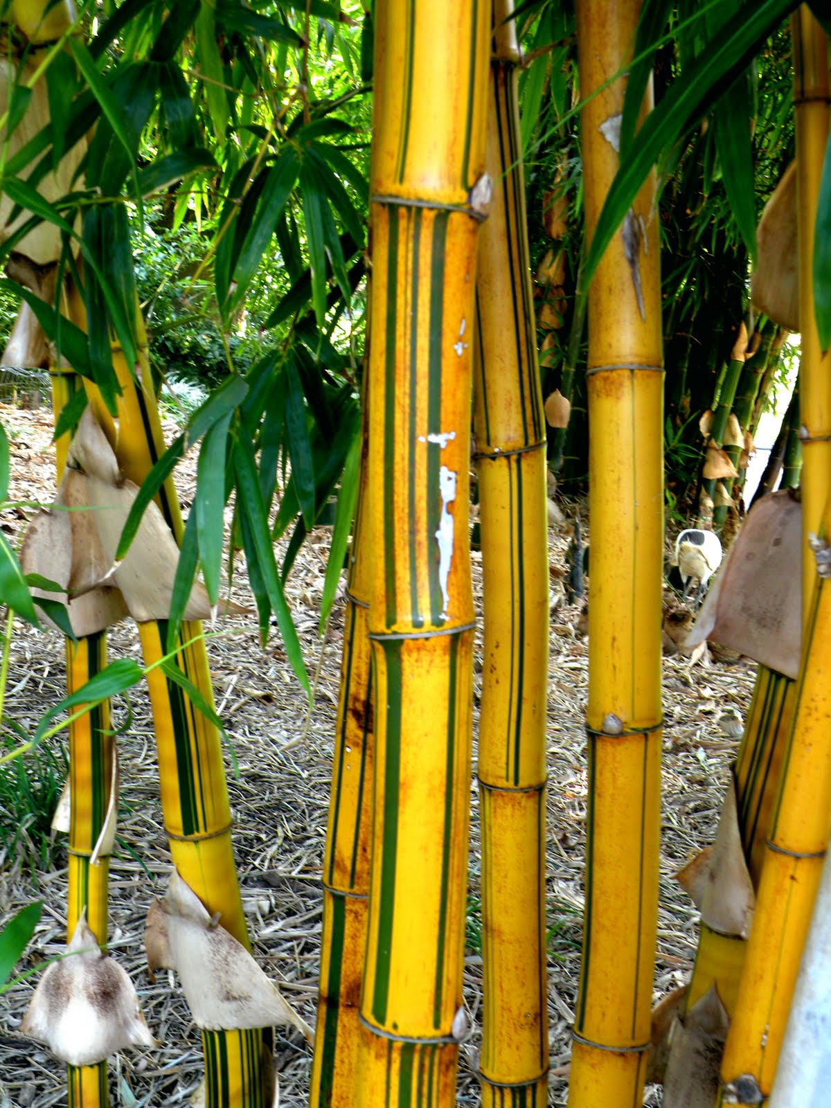 Buddha Bellies: The Big Bambu