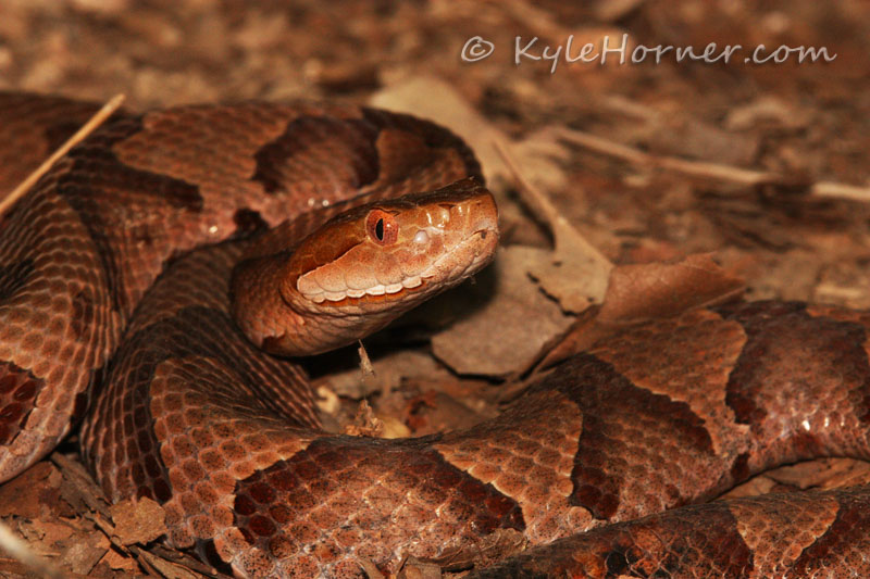Kyle Horner Nature Blog: Pit-Vipers