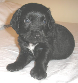 Perritos cocker bebés - Imagui