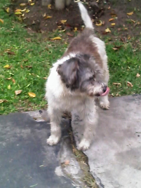 Adoptándonos: Juan Carlos, hermoso perro barbincho en adopción especial