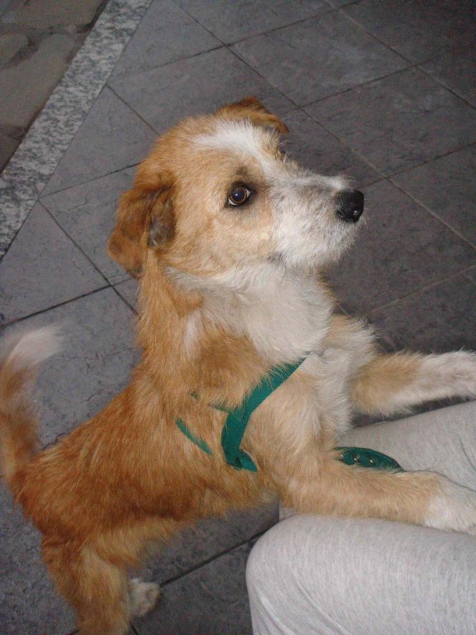 Adoptándonos: Benji, cachorrón barbincho mestizo de terrier está en ...