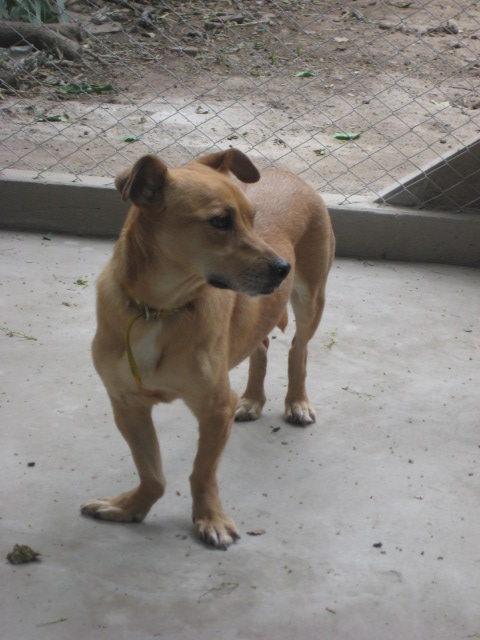 Adoptándonos: Archi, un lindo perro petiso que está en adopción