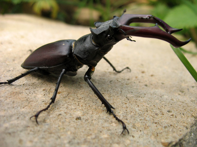 Arabela: Muschi, muste si radasca