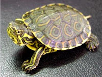 Trachemys Emolli