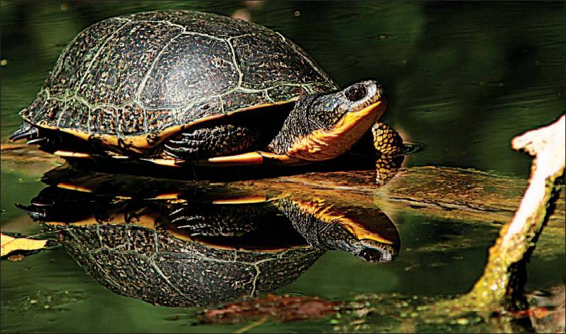 Life's A Beat: Slow but sure campaign for the tortoise