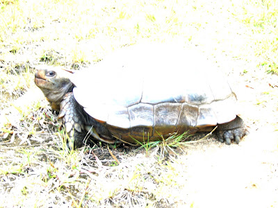 Alumni SIF7680: BANING- JUNGLE TORTOISE