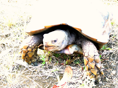 Alumni SIF7680: BANING- JUNGLE TORTOISE